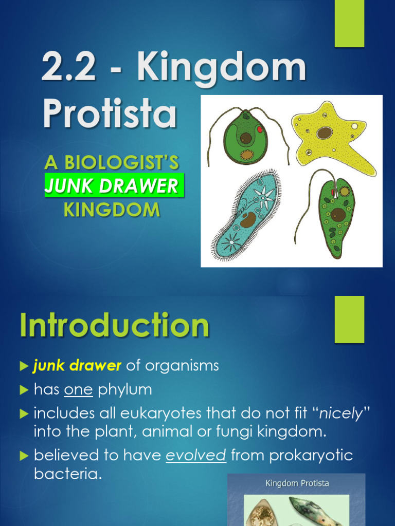 2.2 Slideshow - Kingdom Protista | PDF | Algae | Eukaryotes