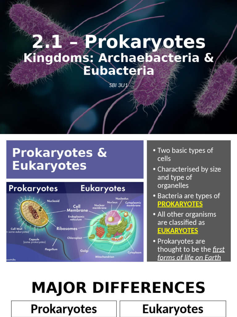 2.1 Slideshow (B) - Prokaryotes | PDF | Bacteria | Prokaryote