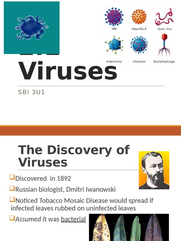 2.1 Slideshow (A) - Viruses | PDF | Virus | Virology