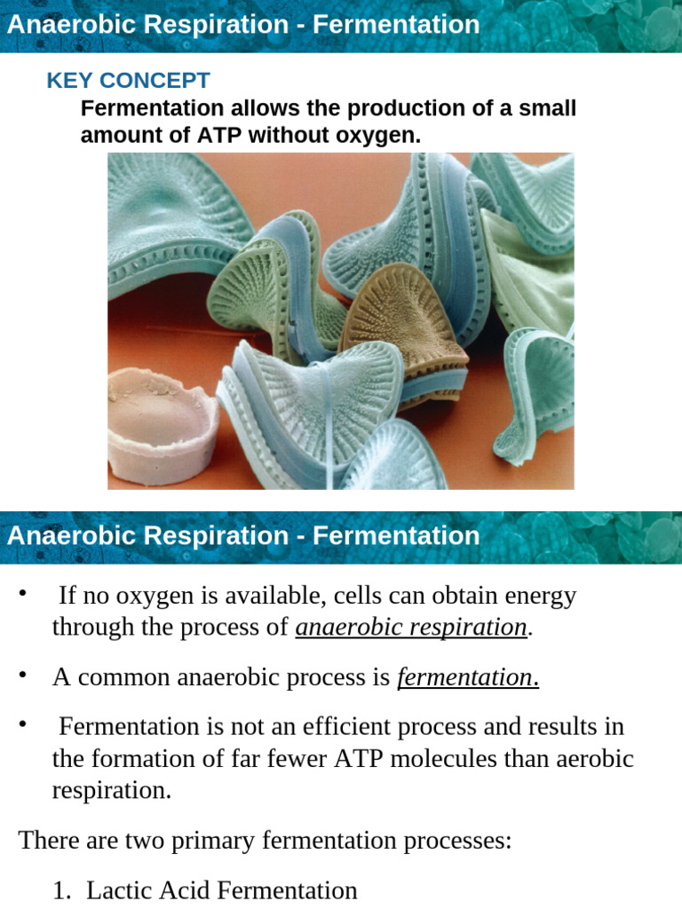 Fermentation Notes and Chart | PDF | Cellular Respiration | Fermentation