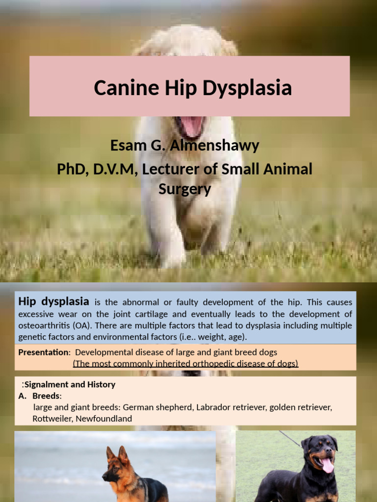 Canine Hip Dysplasia Fi | PDF | Hip | Musculoskeletal System