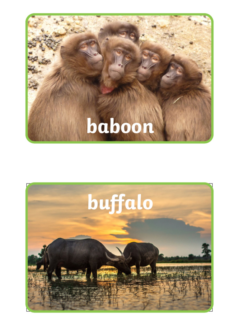 Safari Animals | PDF
