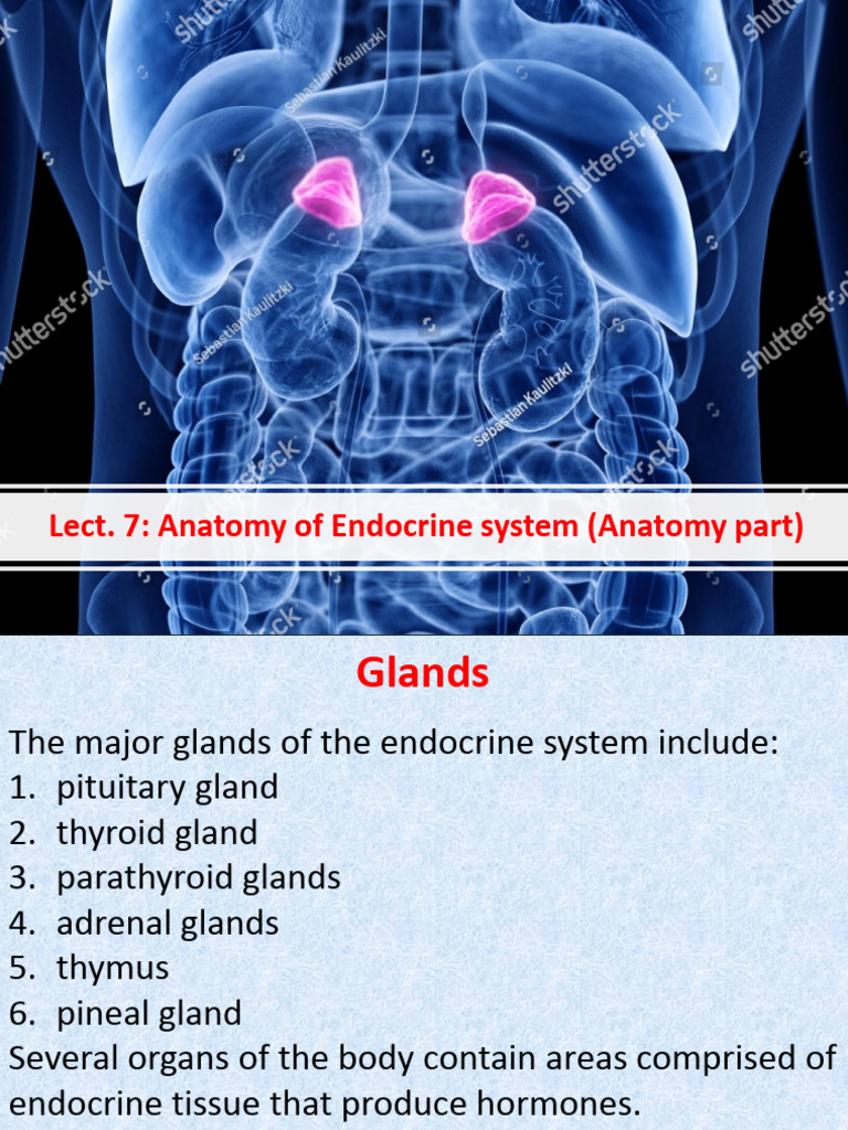 Lect. 7 Anatomy of Endocrine System (Anatomy Part) | PDF | Adrenal ...