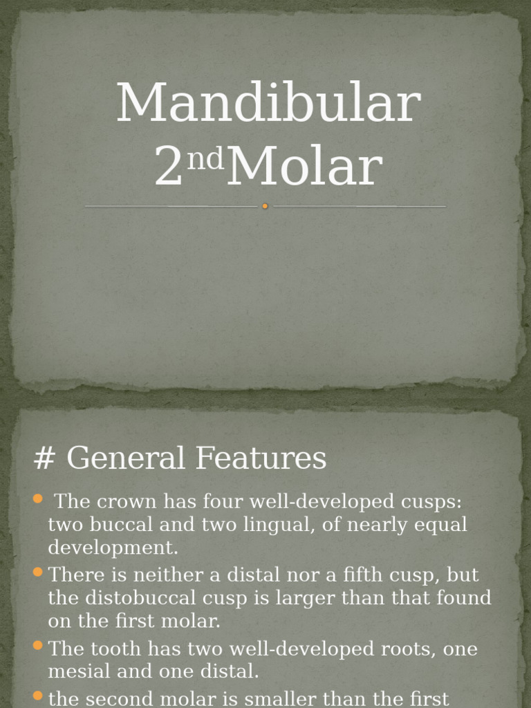 Mandibular 2nd Molar | PDF | Dental Anatomy | Dentistry Branches
