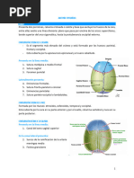 Region Superciliar ANATOMIA 2 FOLP | PDF | Anatomía humana | Cabeza y ...