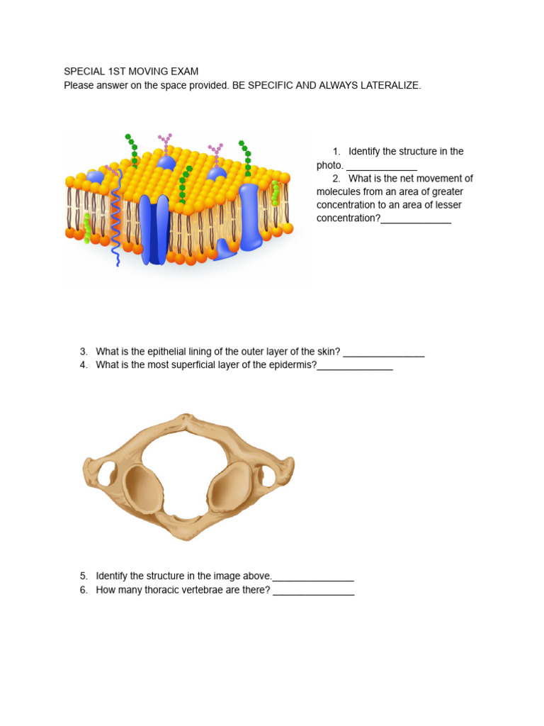 AnaPhy Moving Exam | PDF | Epithelium | Histology