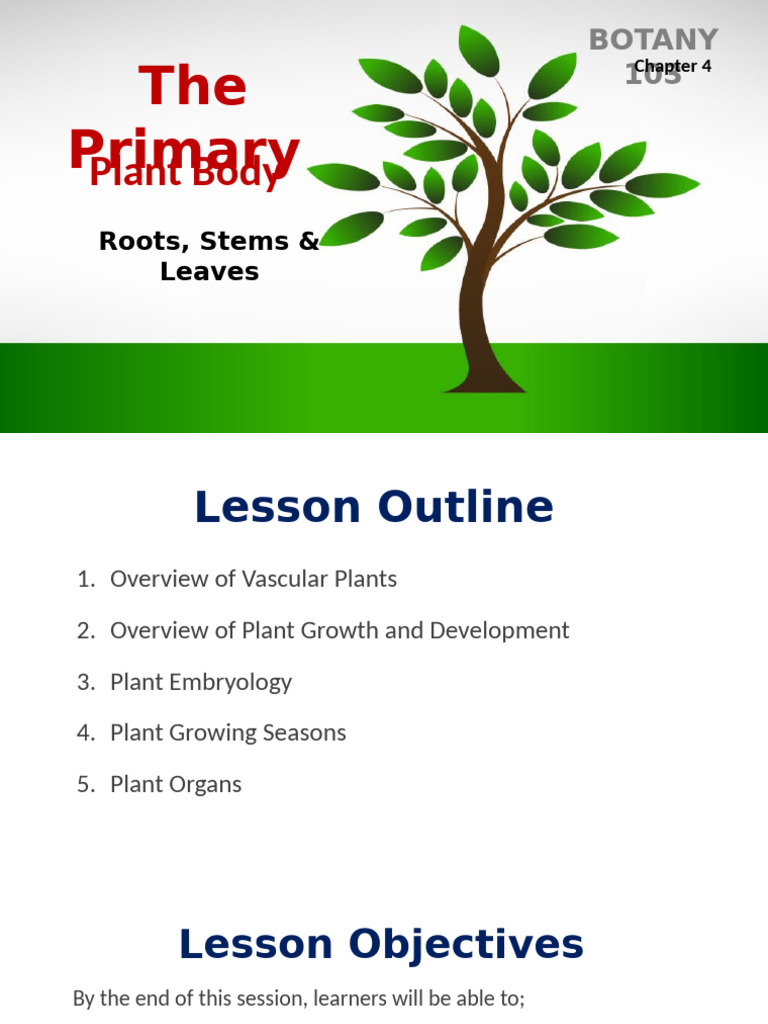 Vascular Plant Organs: Roots, Stems, Leaves | PDF | Leaf | Root