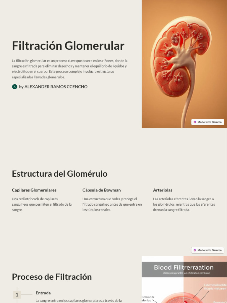 Filtracion Glomerular1 | PDF | Riñón | Fisiología