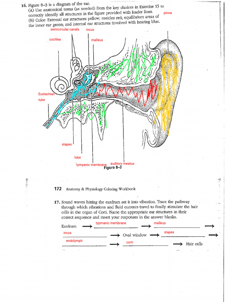 Ears | PDF | Ear | Sensory Organs