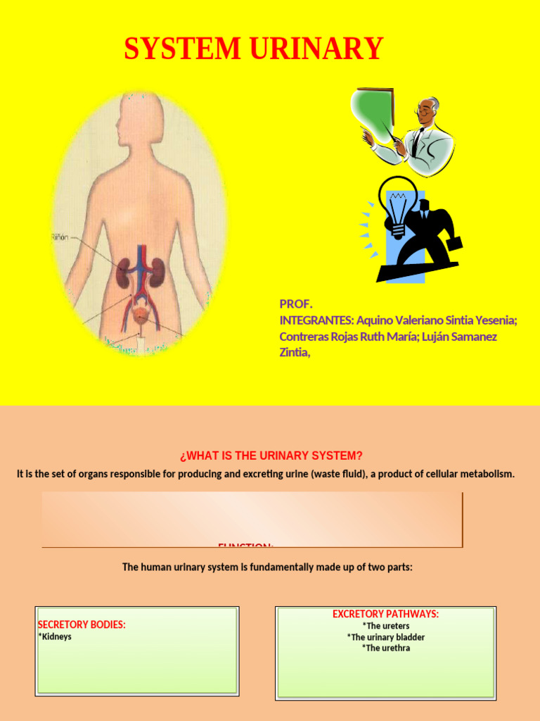 Diapositivasdelsistemaurinario Jlo 2010 121107191240 Phpapp01 | PDF | Kidney | Urine