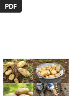 Asexual Reproduction | PDF | Potato | Organisms