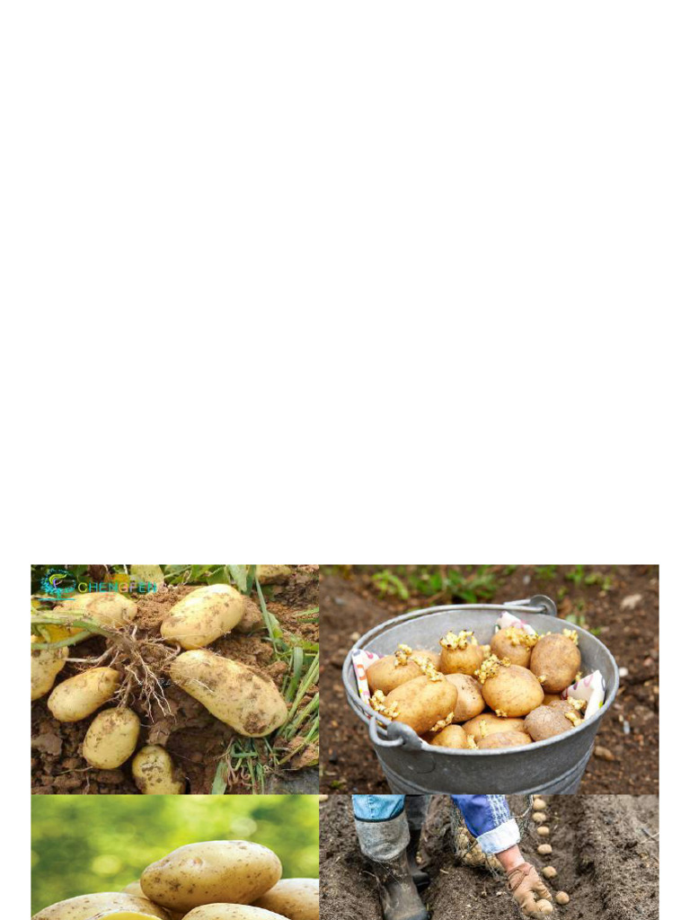 Potato AFU Class Note | PDF | Potato | Hydroponics