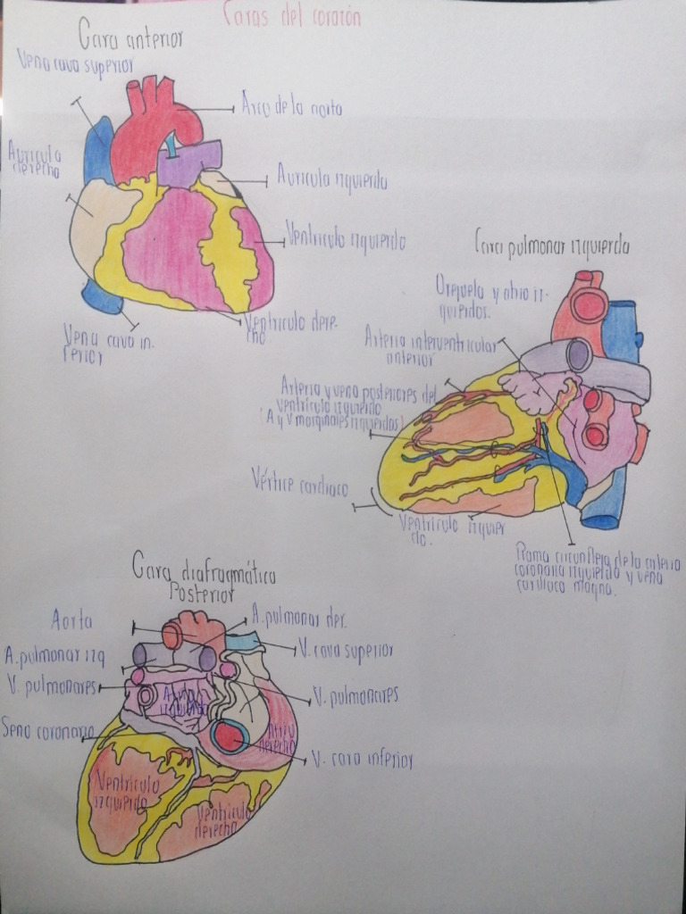 Dibujos de Las Caras Del Corazón | PDF