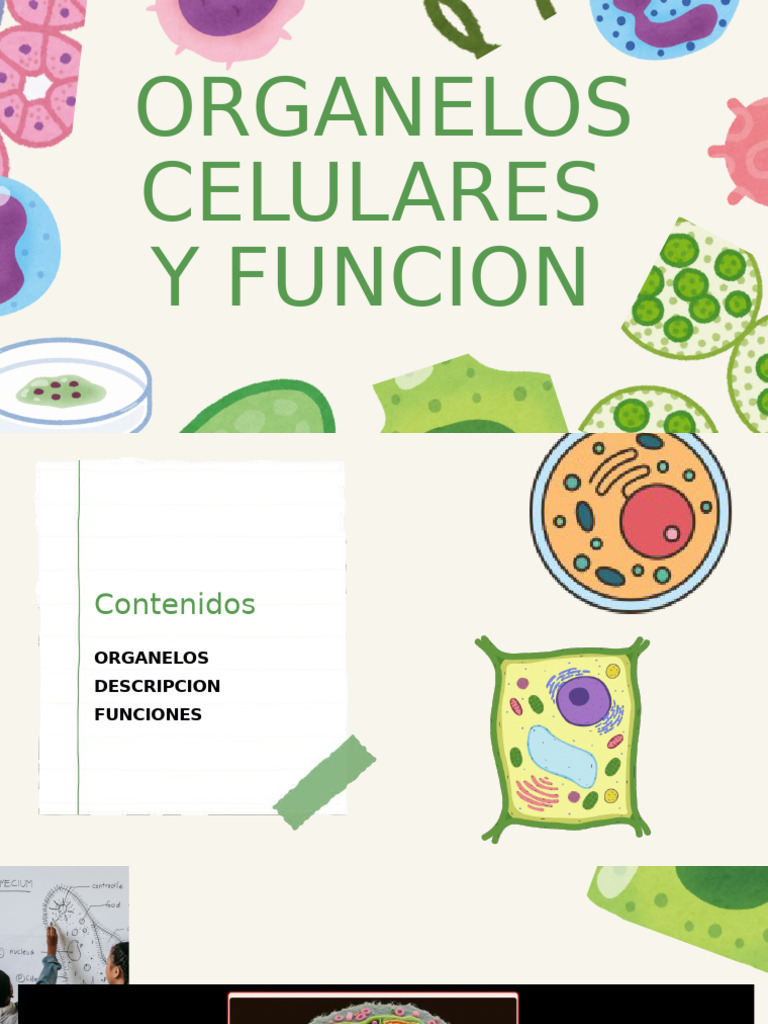 Organelos Celulares | PDF