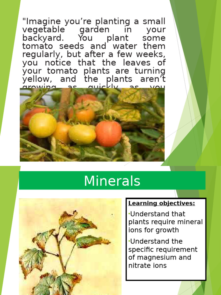 Minerals | PDF | Plant Nutrition | Plants