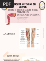 Tibia y Perone | PDF | Sistema esquelético | Anatomía humana