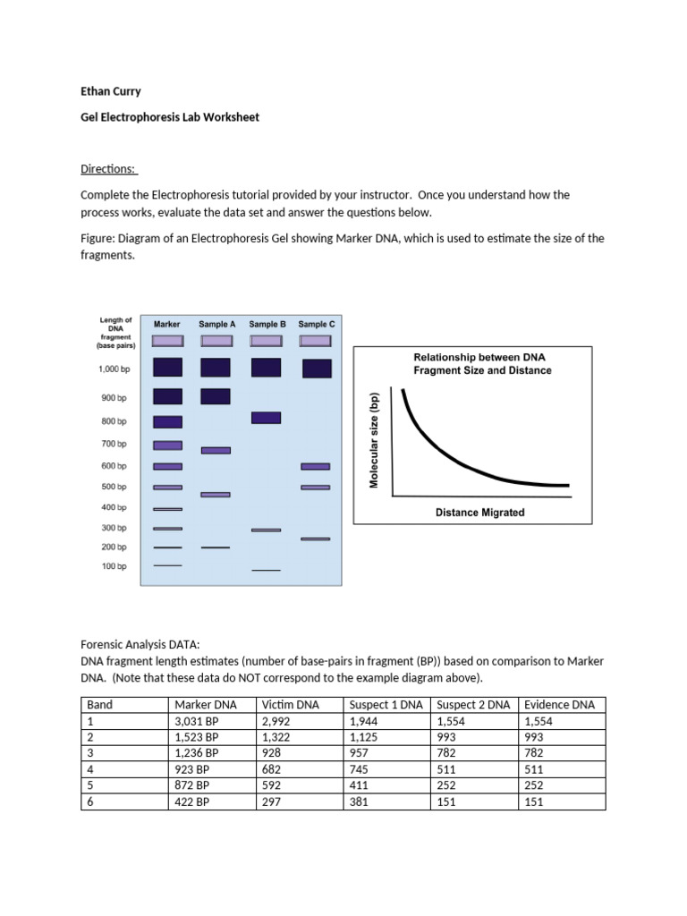 Gel Electrophoresis Worksheet, NEW | PDF | Science & Mathematics