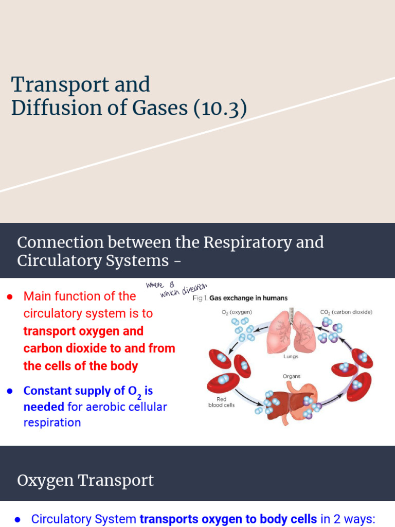 L08 - Transport Respiratory Disorders | PDF | Respiratory System ...