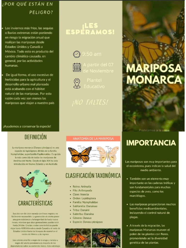 Mariposas Monarcas | PDF