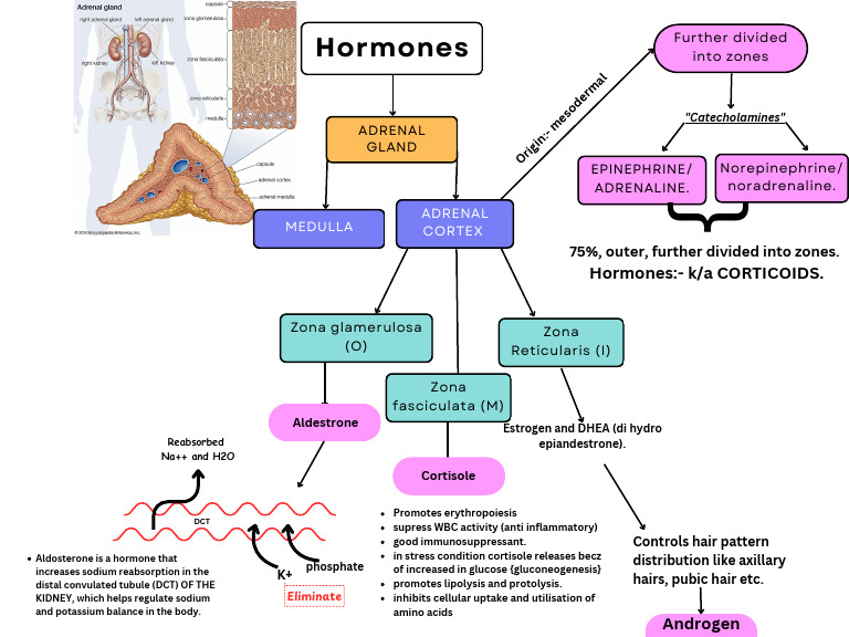 Hormones of Adrenal Gland in A Simple Flowchart | PDF | Adrenal Gland | Endocrine System