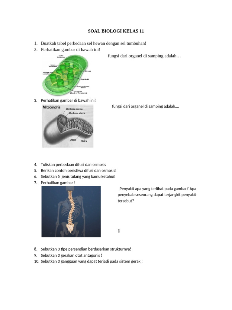 Soal Biologi Kelas 11 | PDF