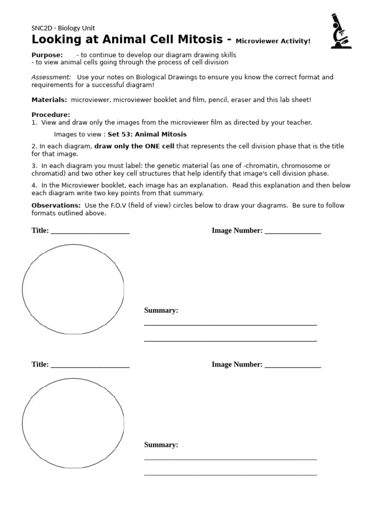 Microviewer Lab - Animal Mitosis | PDF | Mitosis | Cellular Processes
