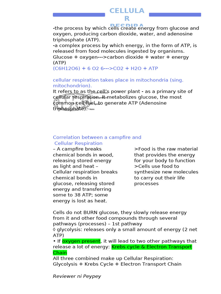 Cellular Respiration | PDF | Cellular Respiration | Adenosine Triphosphate