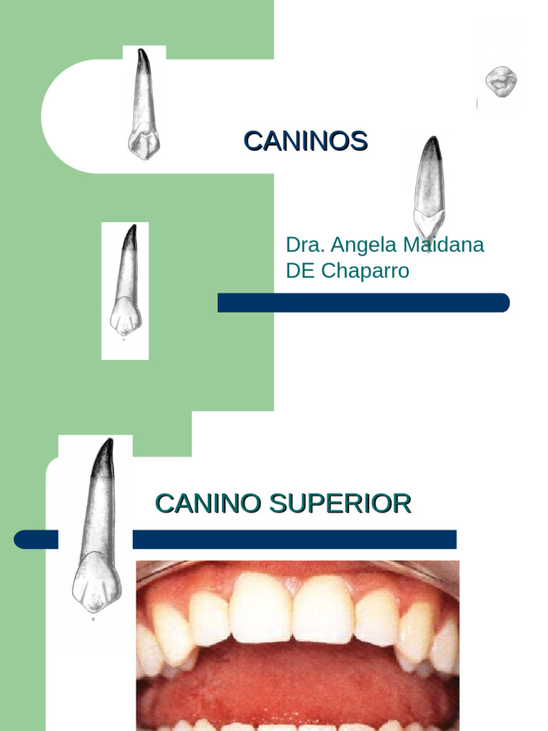 CANINO | PDF