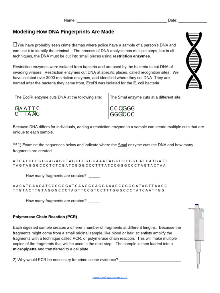 How Are DNA Fingerprints Made | PDF | Polymerase Chain Reaction ...