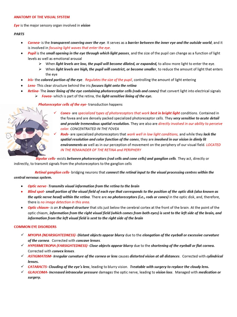 Anatomy of The Visual System | PDF | Eye | Visual System