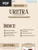 Anatomía y porciones de la uretra masculina | PDF