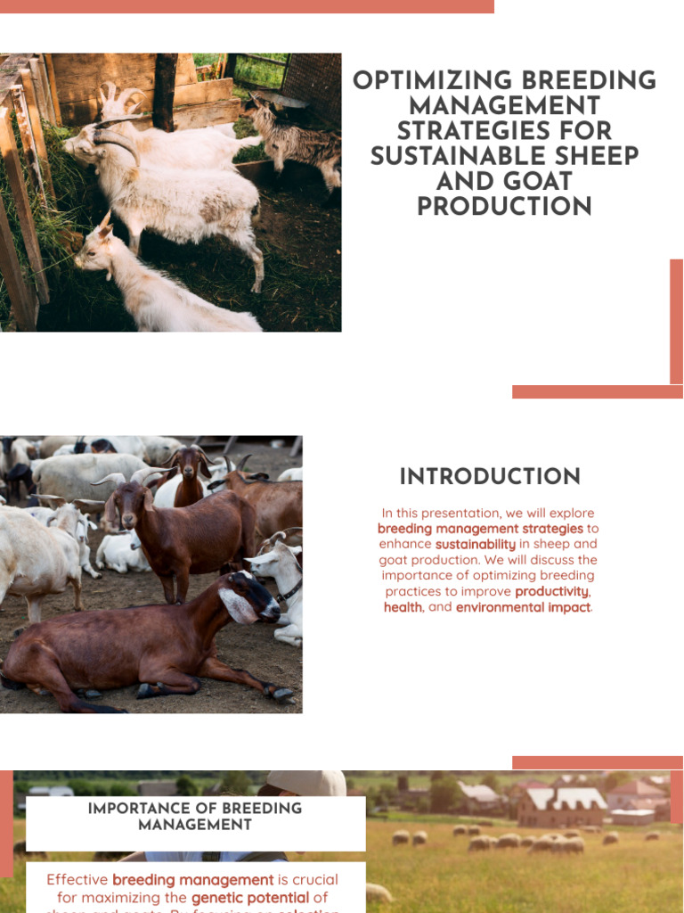 Slidesgo Optimizing Breeding Management Strategies For Sustainable Sheep and Goat Production ...