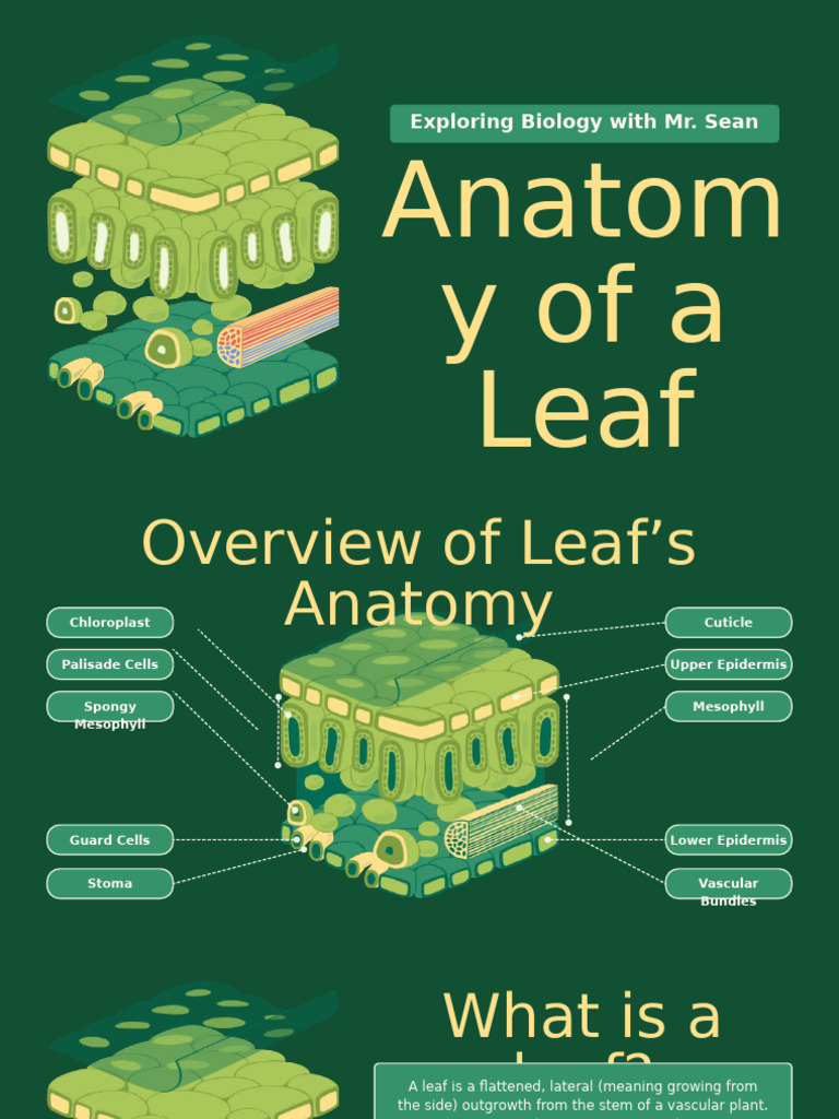 Anatomy of A Leaf Science Educational Presentation in Green and Yellow Illustrative and Fun ...