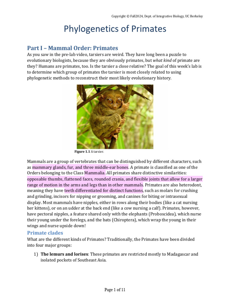 L2 Introduction PrimatePhylogenetics Fa24 | PDF | Clade | Phylogenetic Tree