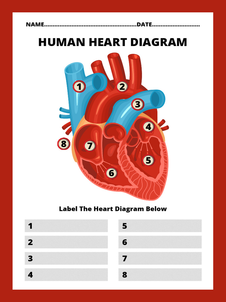 Red Blue The Structure of A Human Heart Worksheet | PDF