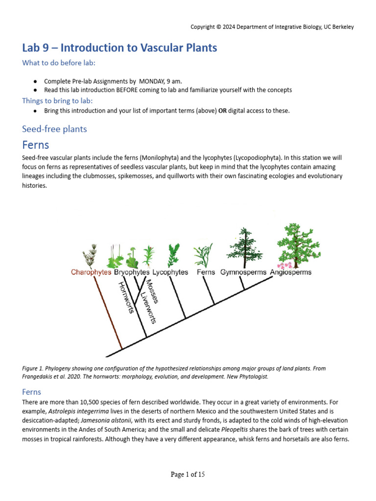 L9 Introduction Ferns&Gymnosperms F24 | PDF | Fern | Plants