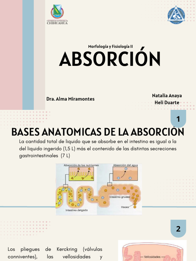 ABSORCIÓN | PDF | Tracto gastrointestinal | Intestino delgado
