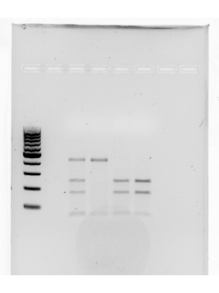 Example Gel PCR - 1 | PDF