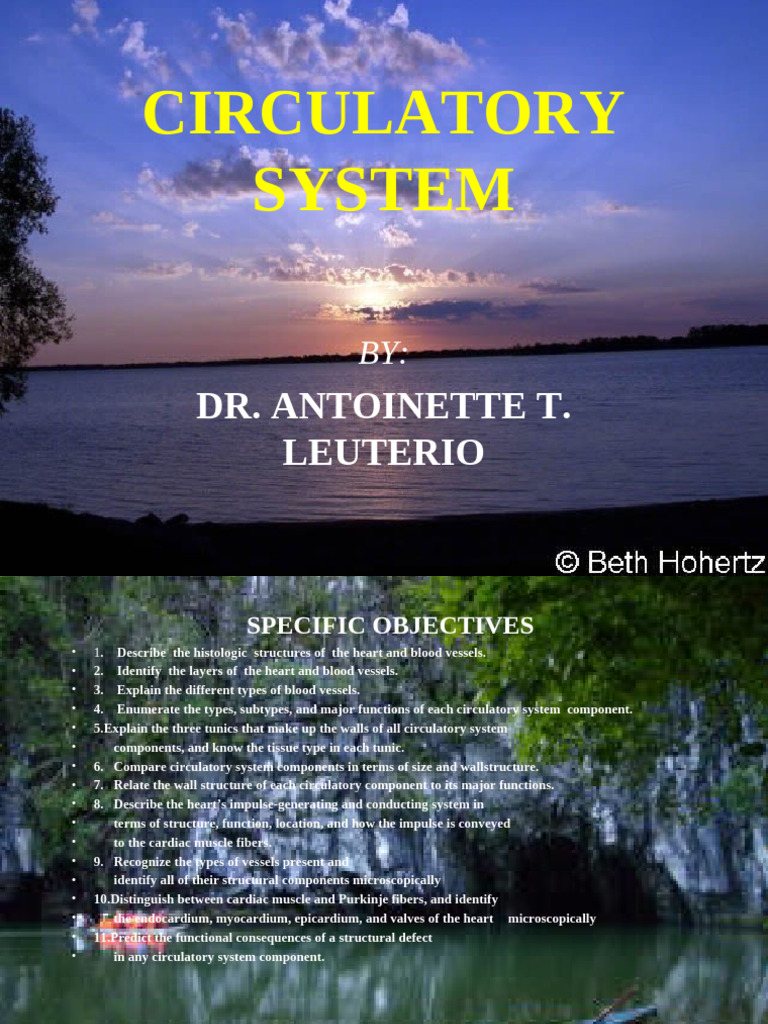 Circulatory System-1 | PDF | Artery | Heart