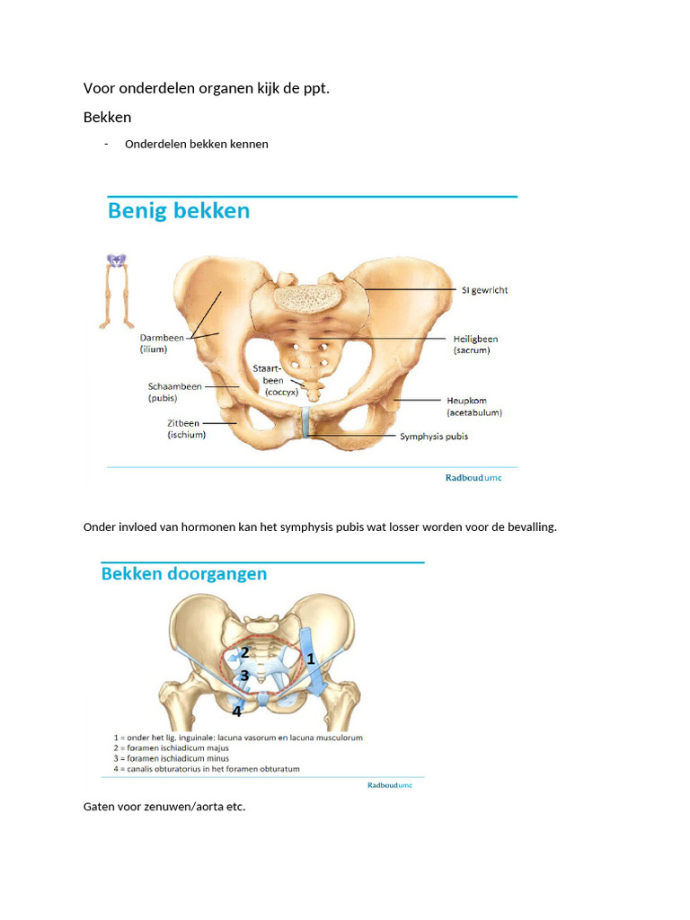 Anatomie Bekken en Romp | PDF