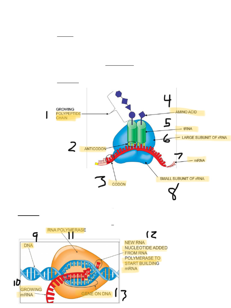 Codons | PDF | Translation (Biology) | Messenger Rna