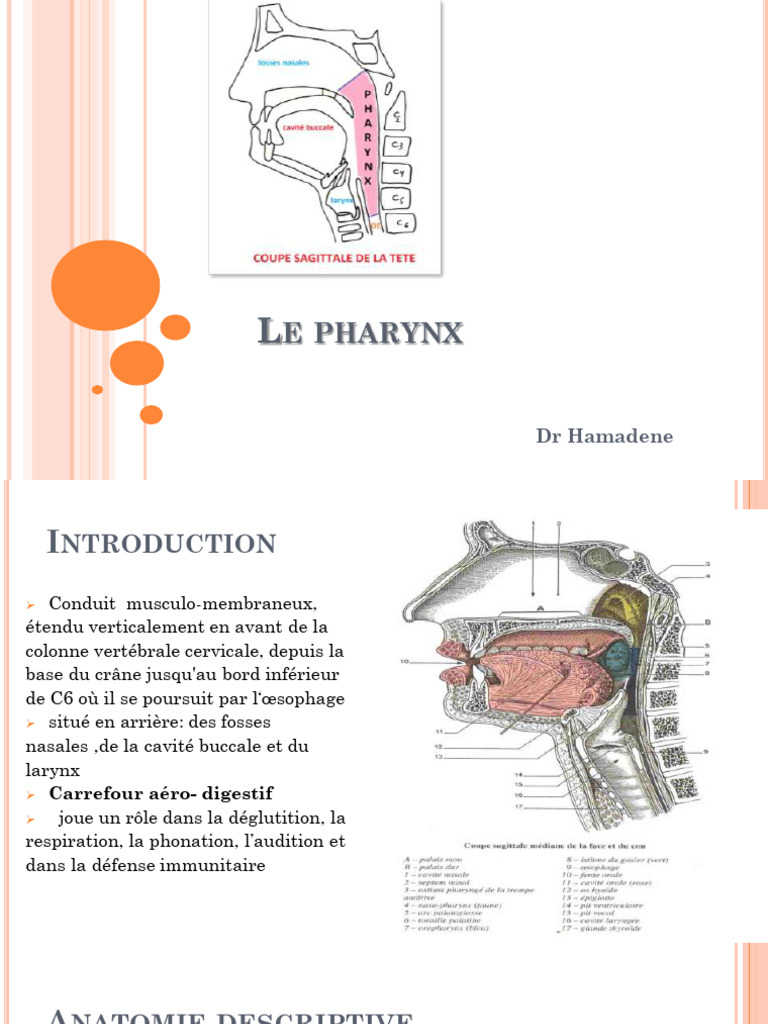 Anatomie et Rôle du Pharynx | PDF | Nerf vague | Anatomie humaine