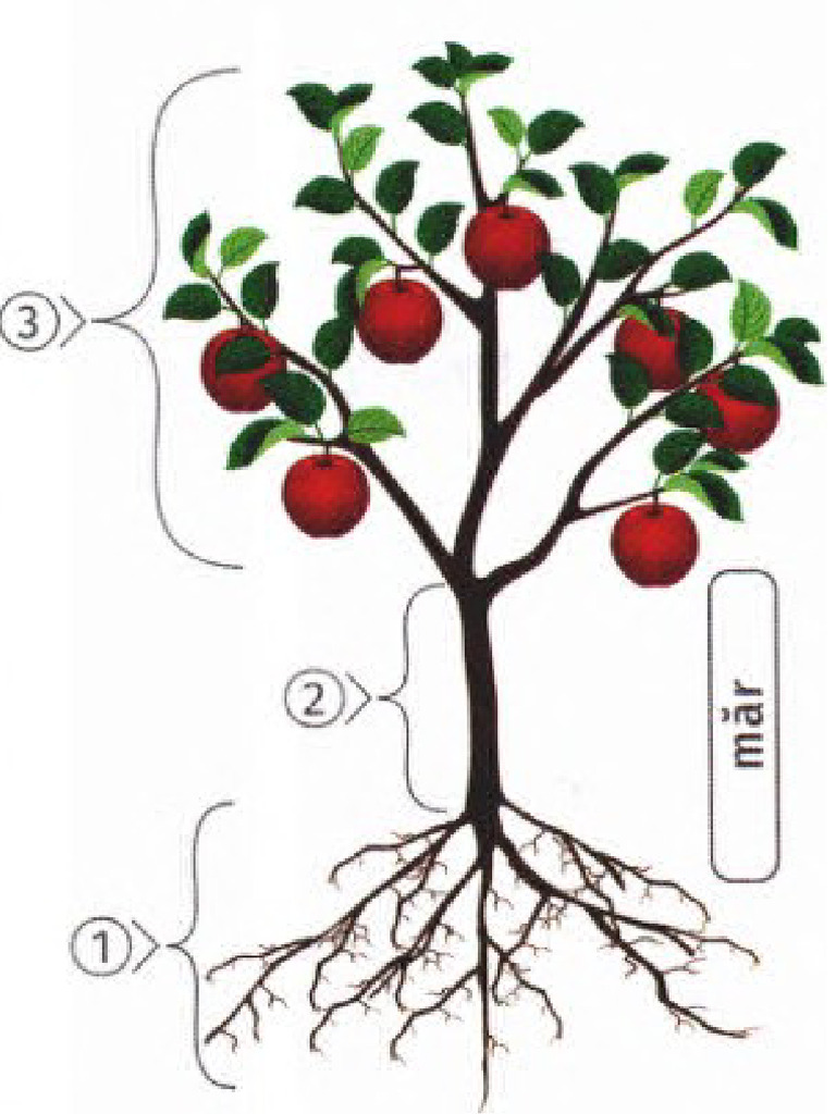 Partile Componente Ale Pomului | PDF