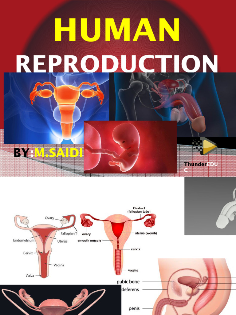Human Reproduction | PDF | Menstrual Cycle | Ovary
