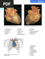 Anatomy Heart Cadaver | PDF | Heart Valve | Coronary Circulation