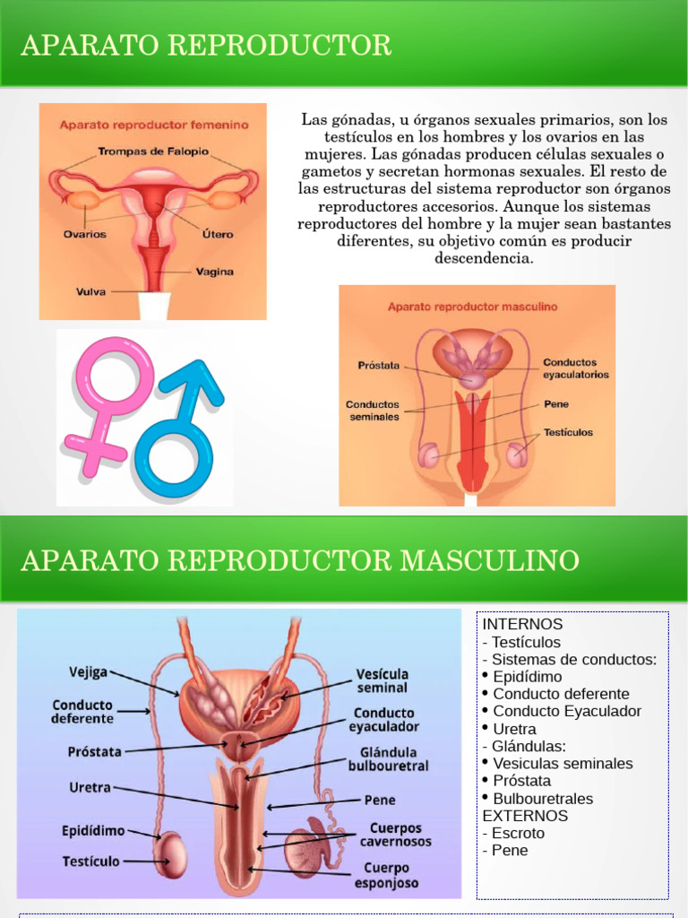 Aparato Reproductor Femenino y Masculino | PDF | Próstata | Ovario