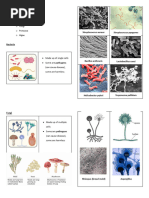 Chapter 4 - Grouping and Identifying Organisms Notes | PDF | Virus ...