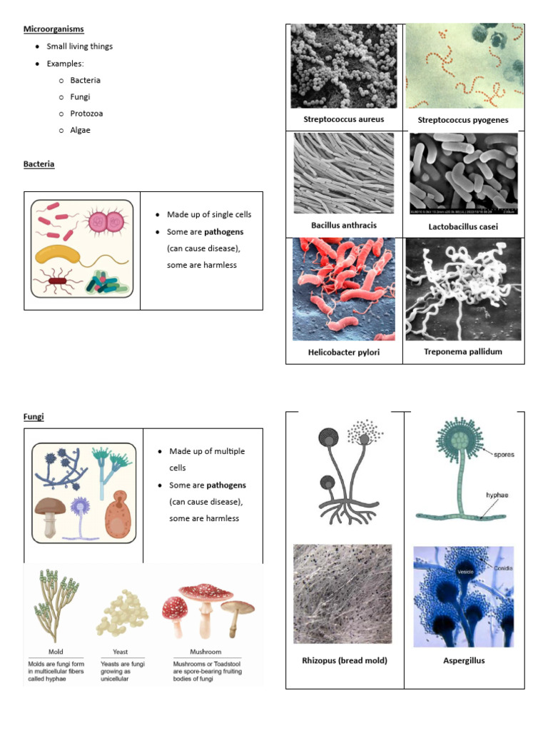 Year 7 - Microorganisms | PDF | Microorganism | Bacteria