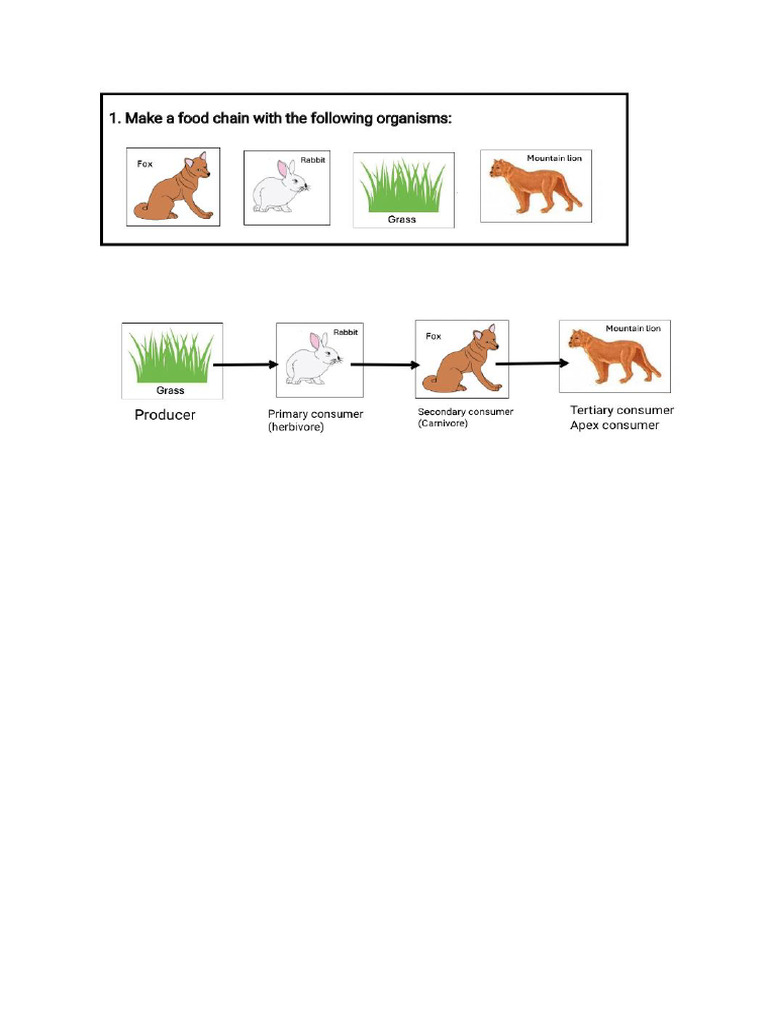 Exercise - Food Chain and Food Web (Answers) | PDF