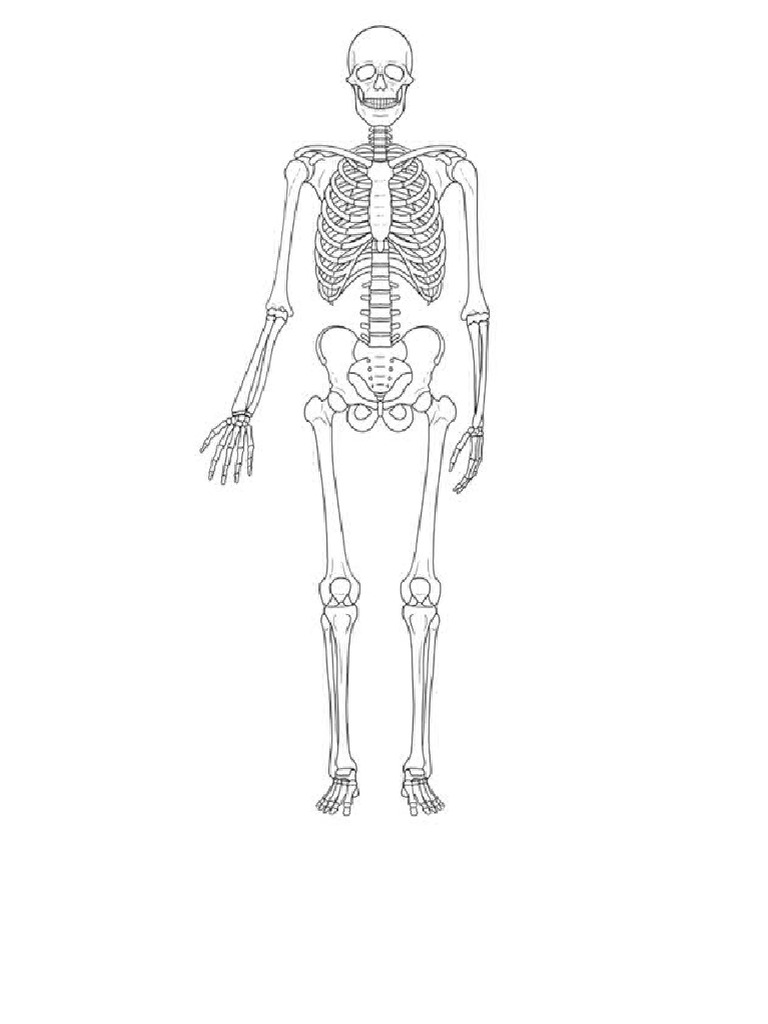 Skeleton | PDF